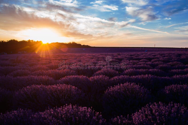 Lavender Field at Sunset with Unusual Colors Stock Photo - Image of ...