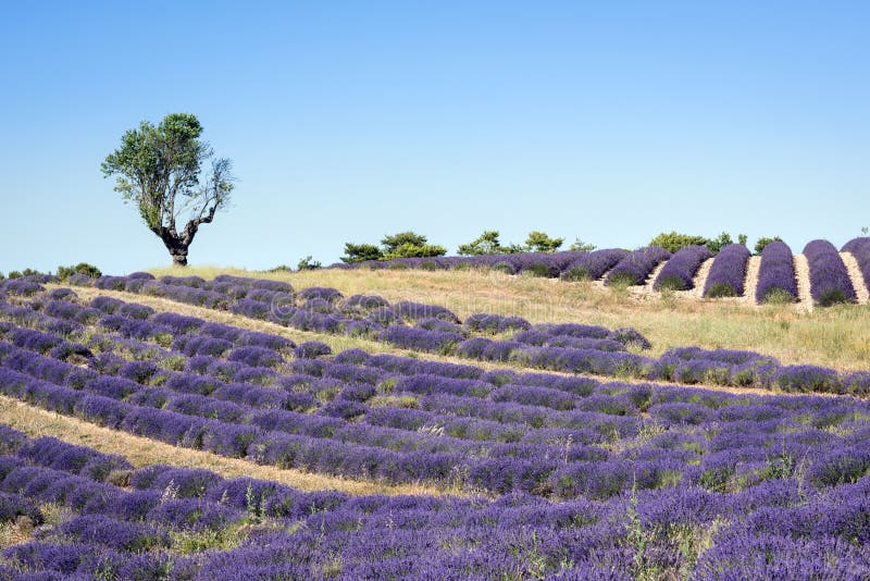 Lavender Field with a Tree, Provence Stock Image - Image of country ...