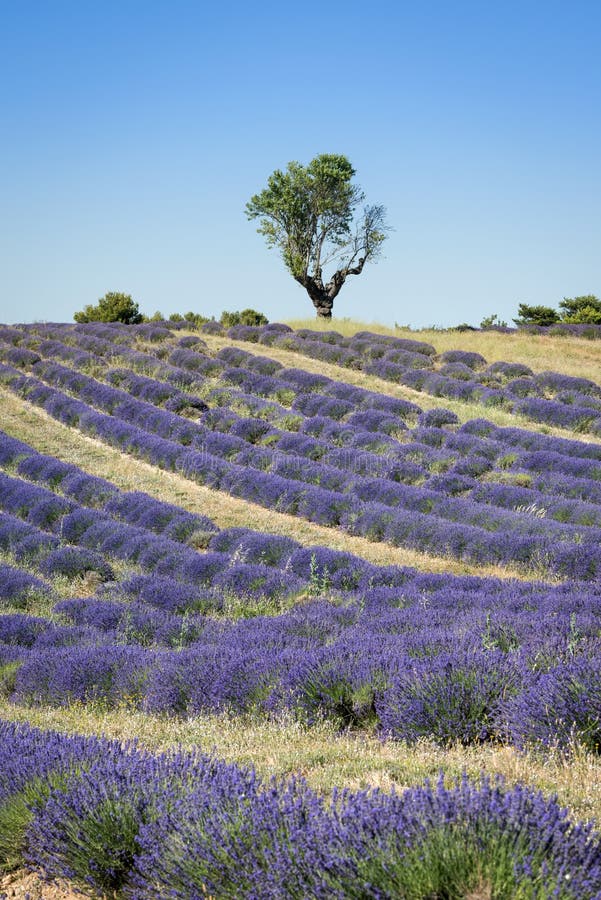 Lavender Field with a Tree, Provence Stock Photo - Image of color ...