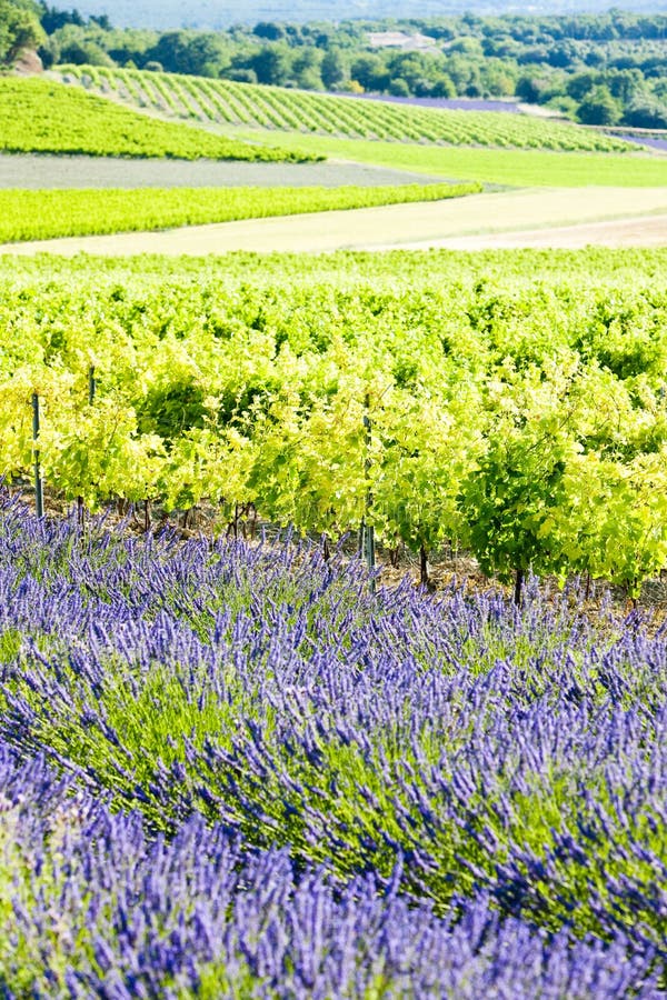 Lavender field, France stock image. Image of line, flower - 11452791