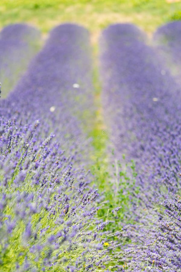 Lavender field stock image. Image of natural, flora - 257225365