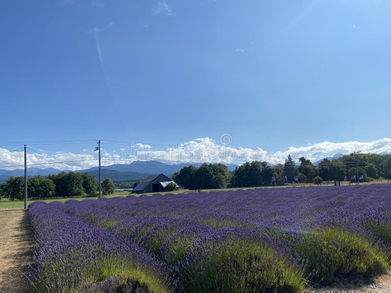 Lavender field stock photo. Image of field, wildflower - 234298332