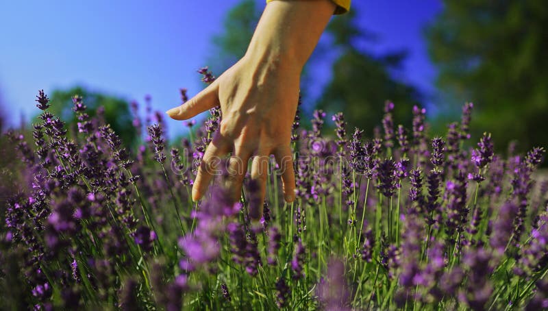 Lavender field stock photo. Image of color, hand, garden - 254143616