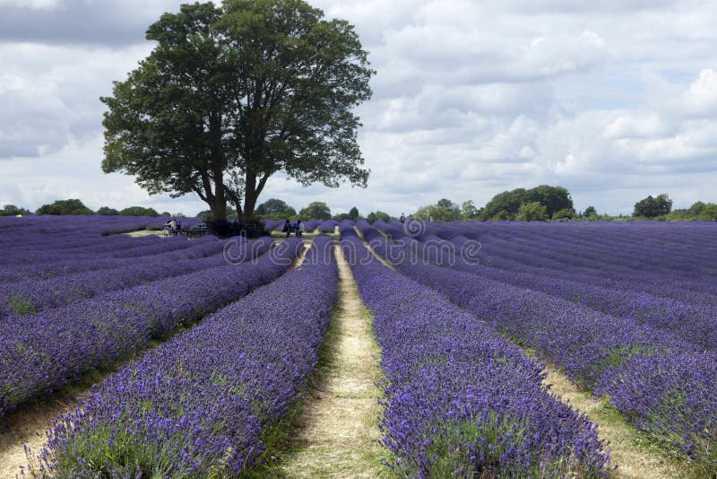 Lavender Field in the Summer Stock Image - Image of clouds, purple ...