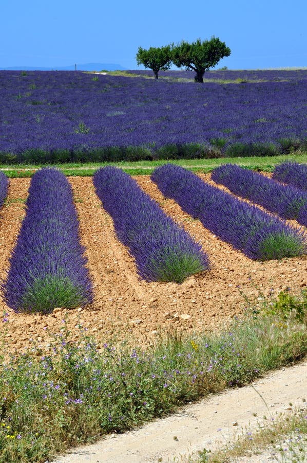 Lavender fields stock image. Image of blooming, lavender - 20053497