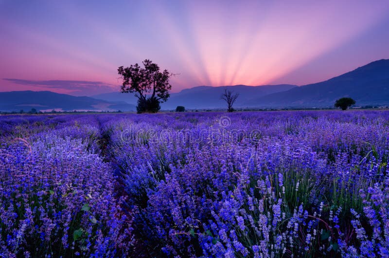 Lavender Fields. Beautiful Image of Lavender Field. Summer Sunset Landscape, Contrasting Colors ...