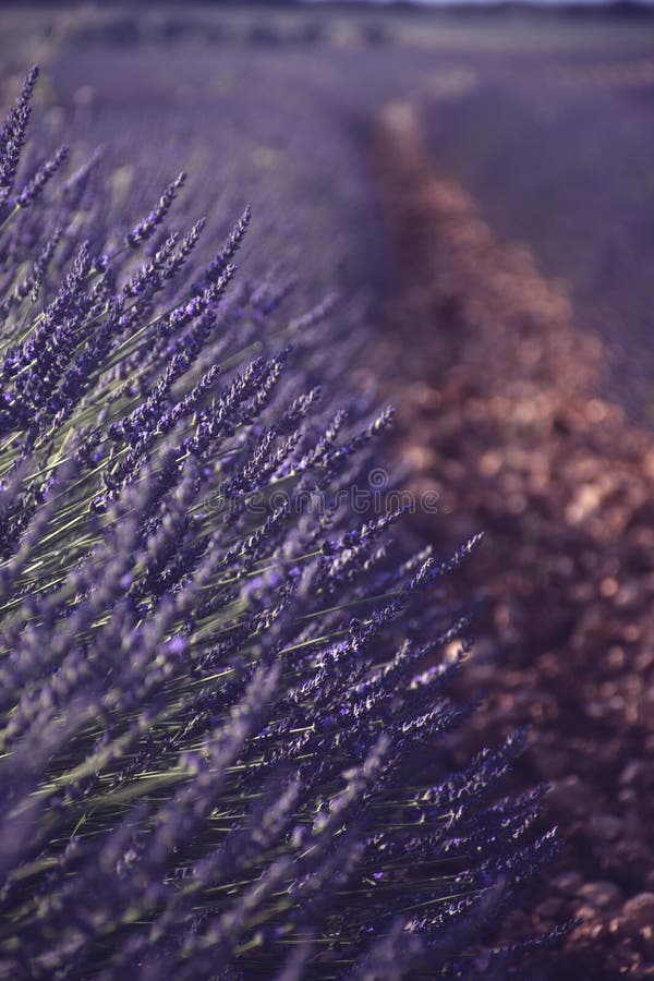 Lavender Fields Bloomed with Light Rays Stock Image - Image of rays ...