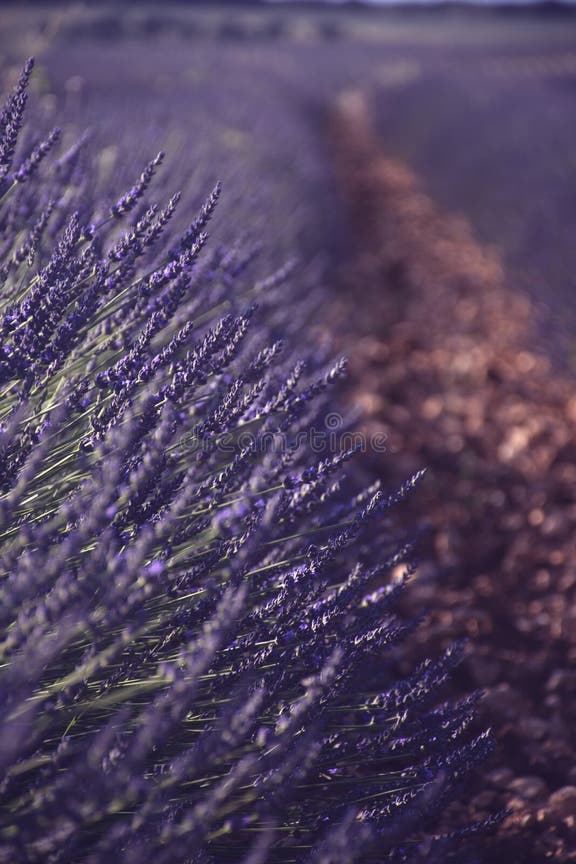 Lavender Fields Bloomed with Light Rays Stock Image - Image of rays ...