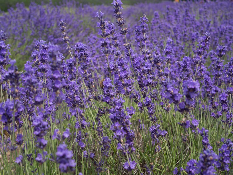 Lavender Blowing in the Wind Stock Photo - Image of fresh, field: 104290574
