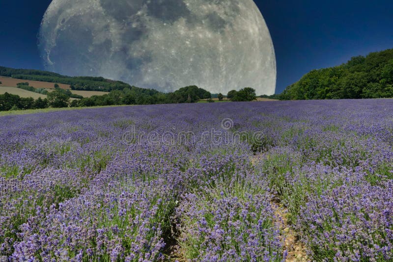 Lavender Fields at Dusk at Moonlight Stock Photo - Image of bright ...