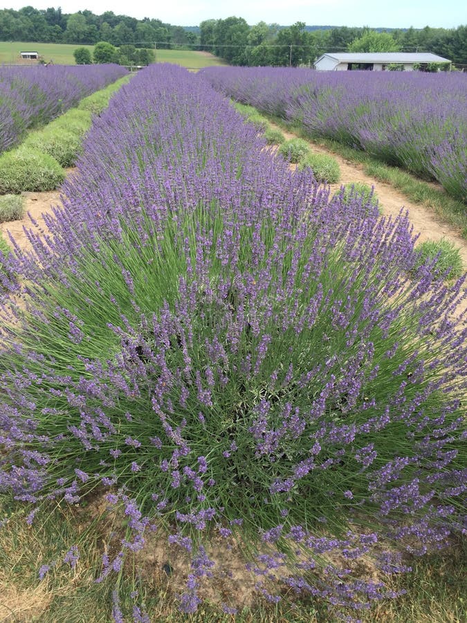 Lavender fields forever stock photo. Image of fields - 132048002