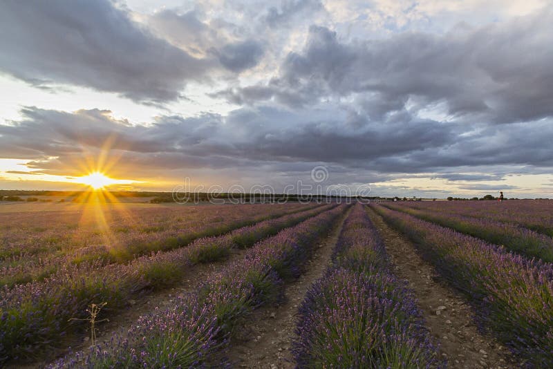 Lavender Fields with Light Clouds, Captured on July 27, 2019. Stock ...