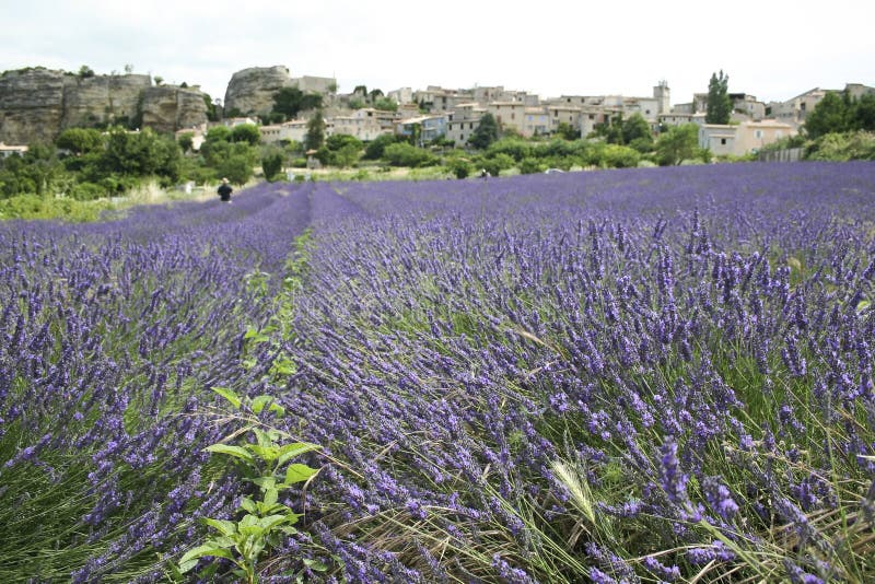 Lavender Fields Provence Countryside France Stock Image - Image of ...