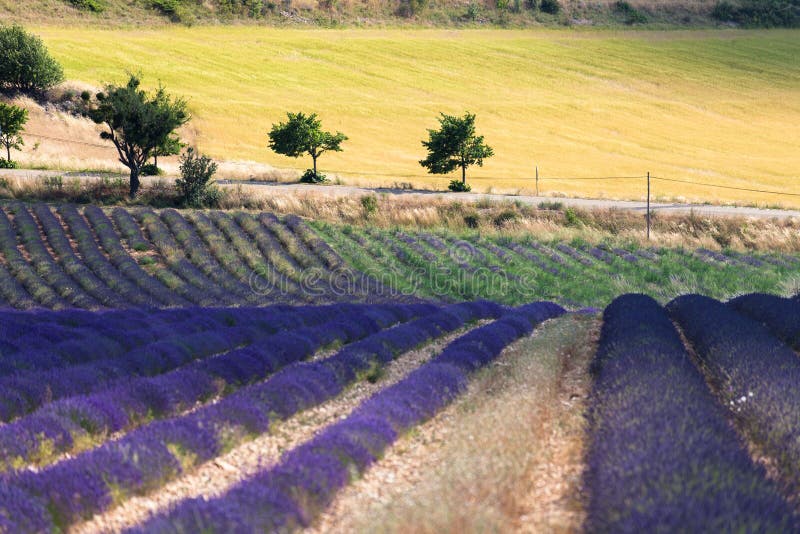 Lavender Fields in Provence Stock Image - Image of fields, provence ...