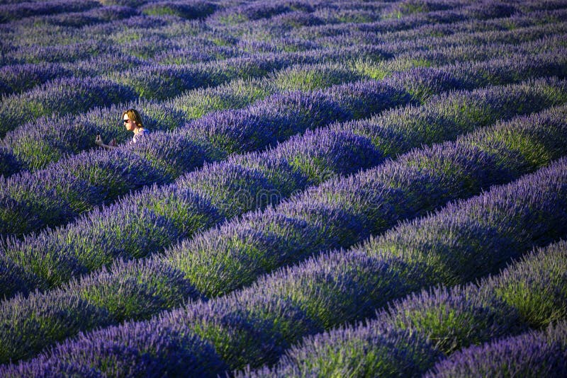 Lavender fields editorial photo. Image of flower, sunflower - 74606041