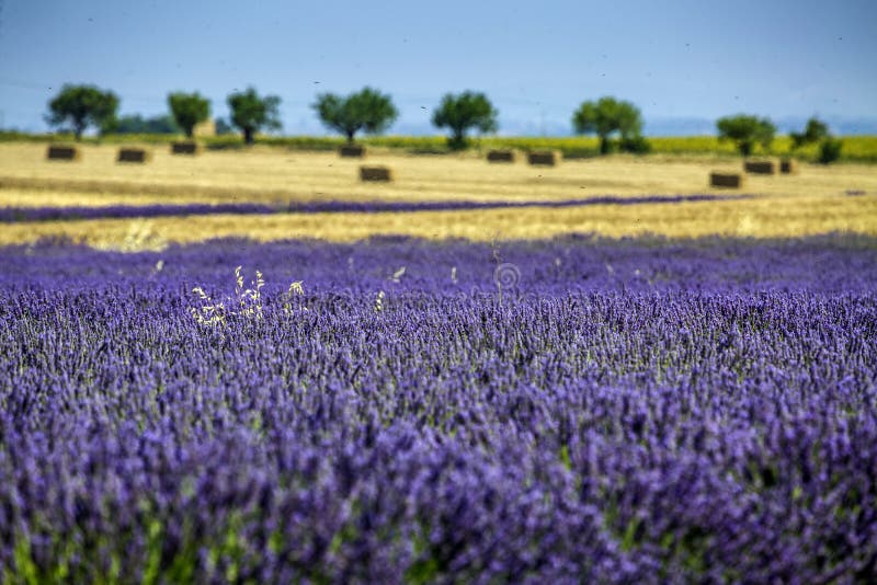 Lavender fields stock image. Image of fragrance, meadow - 74608253