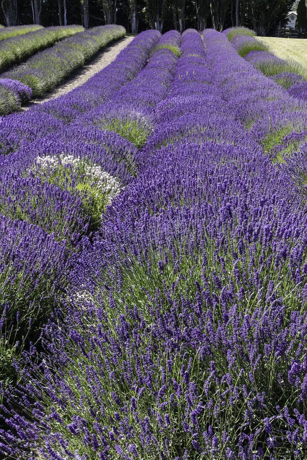 Lavender Fields Scenery at the Sequim Lavender Festival in Summer ...