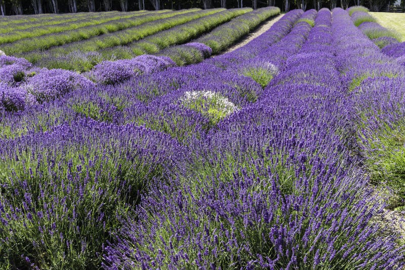Lavender Fields Scenery at the Sequim Lavender Festival in Summer ...