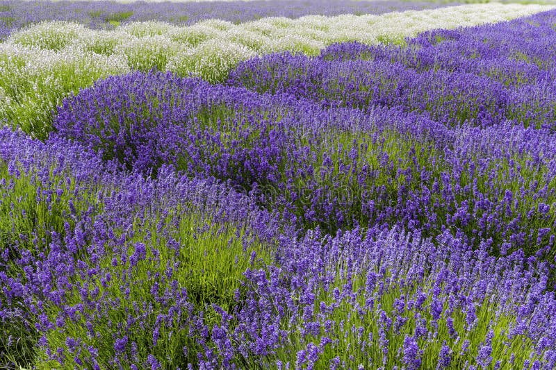 Lavender Fields Scenery at the Sequim Lavender Festival in Summer ...