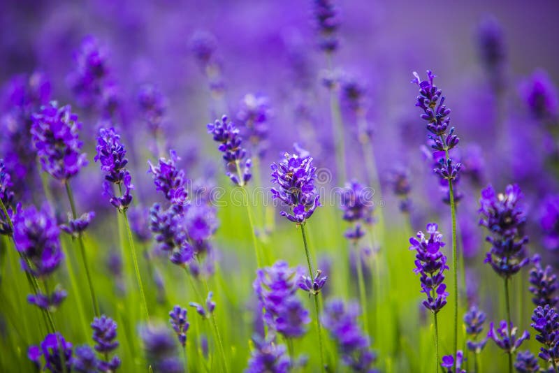 Lavender Fields Scenery at the Sequim Lavender Festival in Summer ...