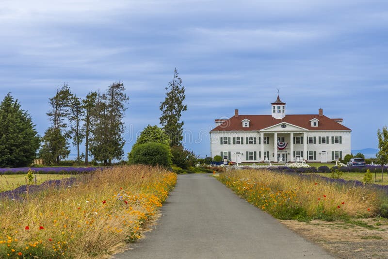 Lavender Fields Scenery at the Sequim Lavender Festival in Summer ...