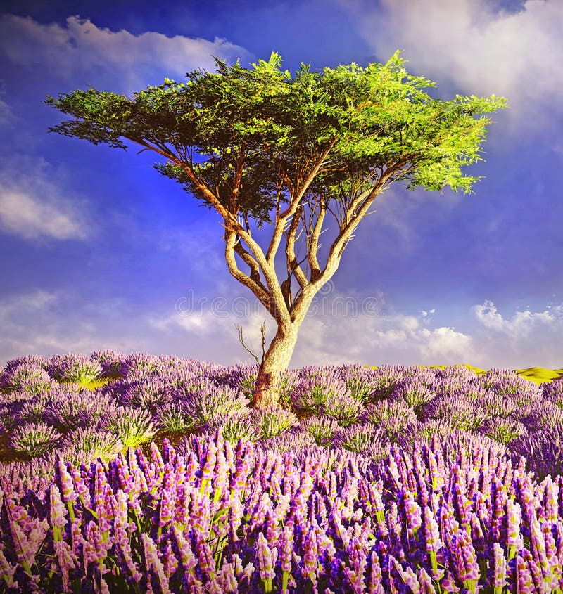 Lavender fields stock image. Image of nature, evening - 57189513