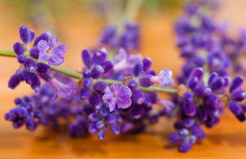 Crystallized violets stock image. Image of color, flower - 23703923