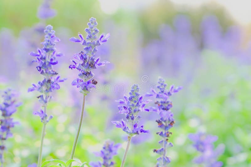 Lavender Flower Beautiful in Nature Stock Photo - Image of flower ...