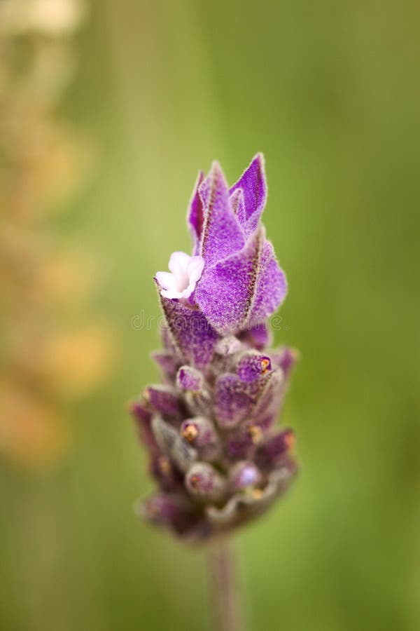 Lavender Flower in Bloom. Macro Close Up Stock Image - Image of spring ...