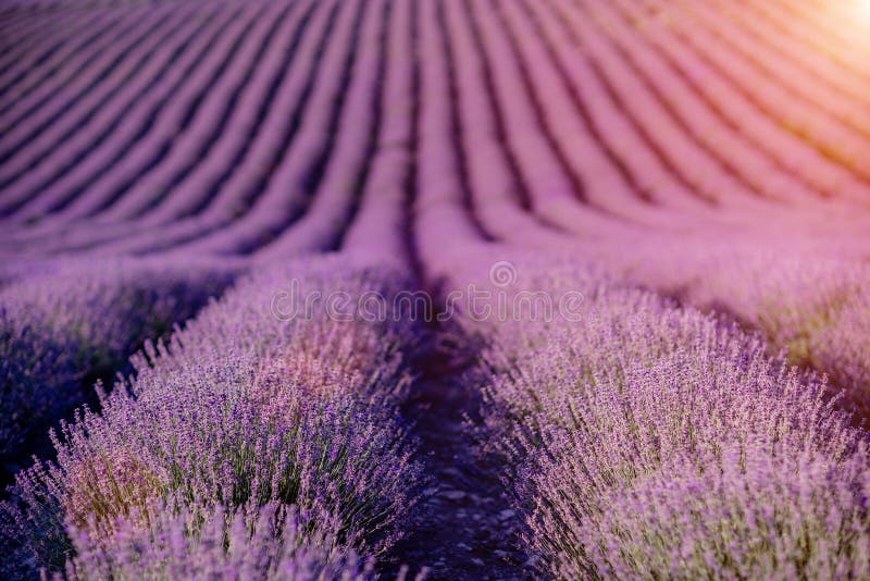 Lavender Flower Blooming Scented Fields in Endless Rows. Stock Photo ...