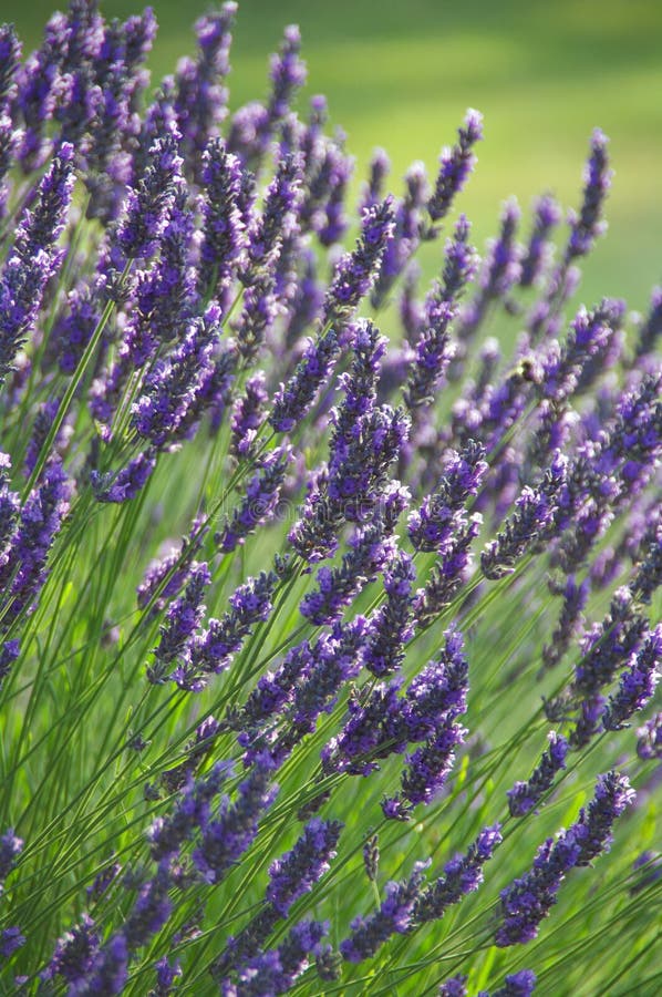 Lavender Flower Bush stock photo. Image of focus, field - 10490226