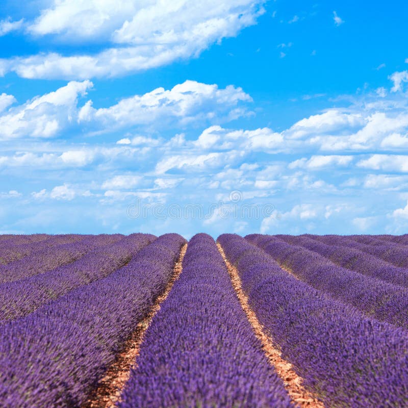 Lavender Flower Fields Horizon. Provence, France Stock Photo - Image of ...