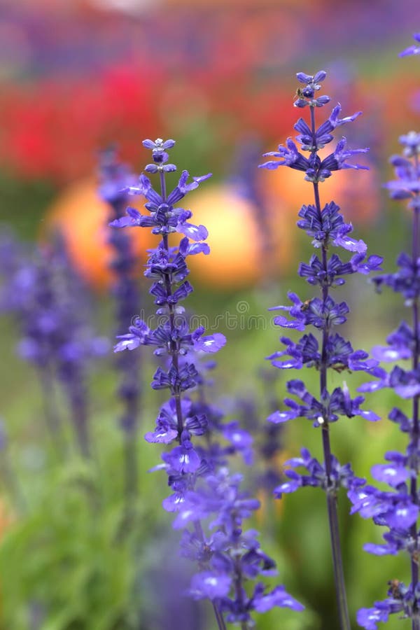 Lavender Flower stock photo. Image of lavande, bloom - 49311598