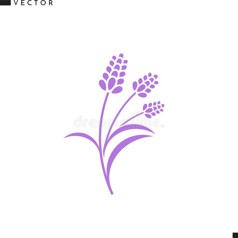 Lavender Flower Icon. Isolated Lavender on White Background Stock ...