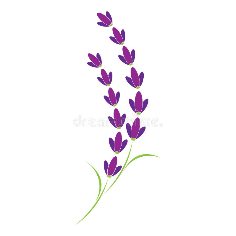 Lavender, Flower Illustration Logo Vector Design Stock Vector ...