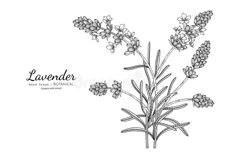 Lavender Line Drawing