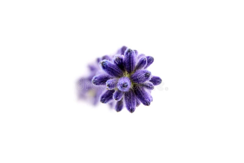 479 Lavender Macro Fresh Top View Stock Photos - Free & Royalty-Free ...