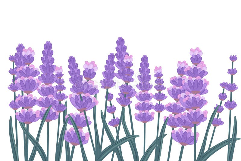 Lavender Flower in a Row Simple Cartoon Design Vector Illustration ...