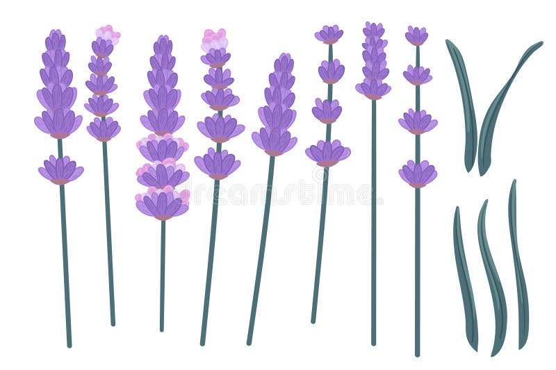 Lavender Flower Set in a Simple Cartoon Design Vector Illustration ...