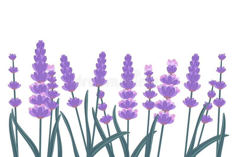 Lavender Flower Simple Cartoon Design Vector Illustration Isolated on ...