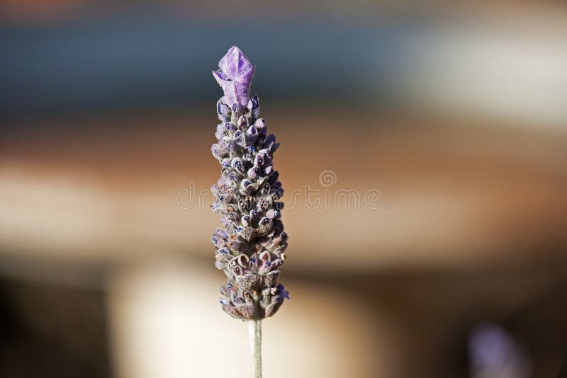 LAVENDER FLOWER STALK stock photo. Image of fragrant - 94915356