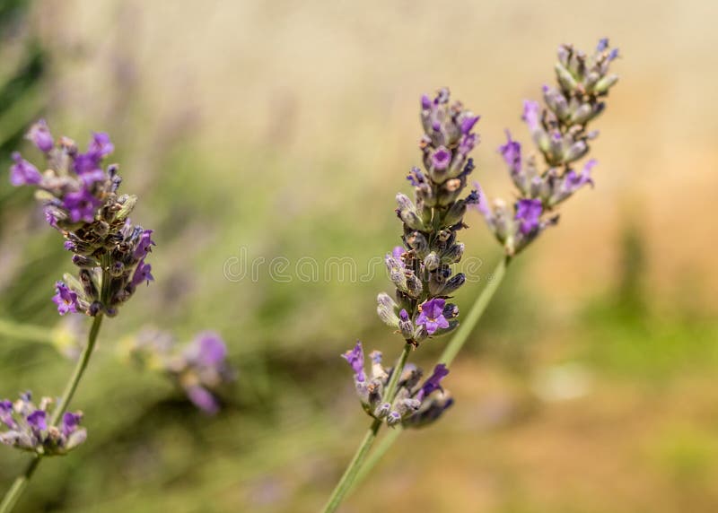 Lavender close up stock photo. Image of medicine, lavende - 119527724