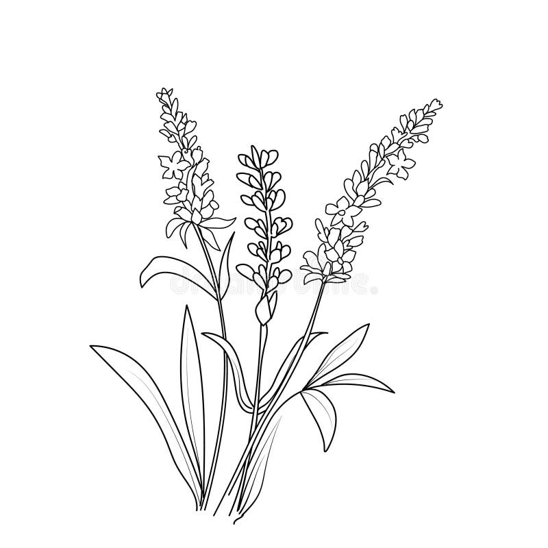 Lavender Flower Vector Elements Summer Collection, Hand-painted ...