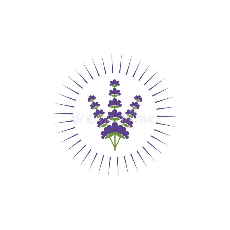 Lavender Flower Vector Illustration Design Stock Vector - Illustration ...