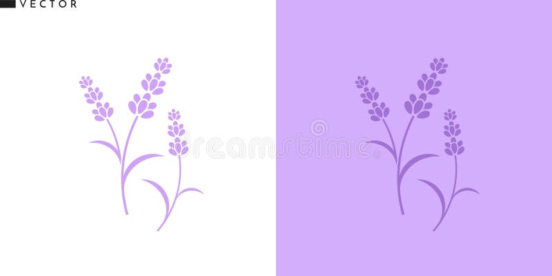 Lavender Flower Vector. Isolated Lavender on White Background Stock ...