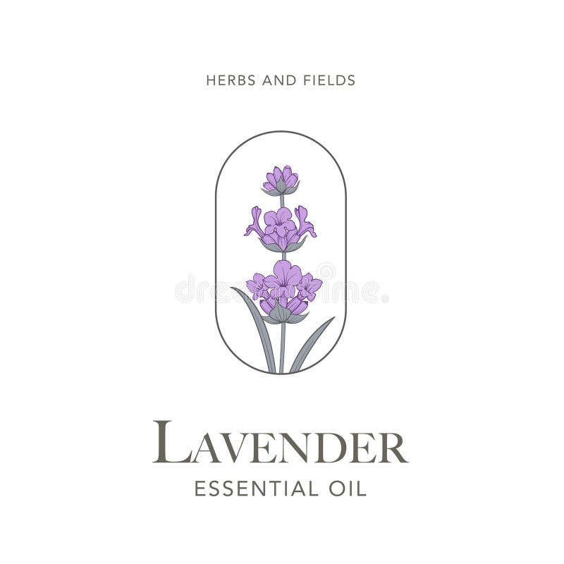 Lavender Flower Vector Logo. Floral Design Label Stock Vector ...