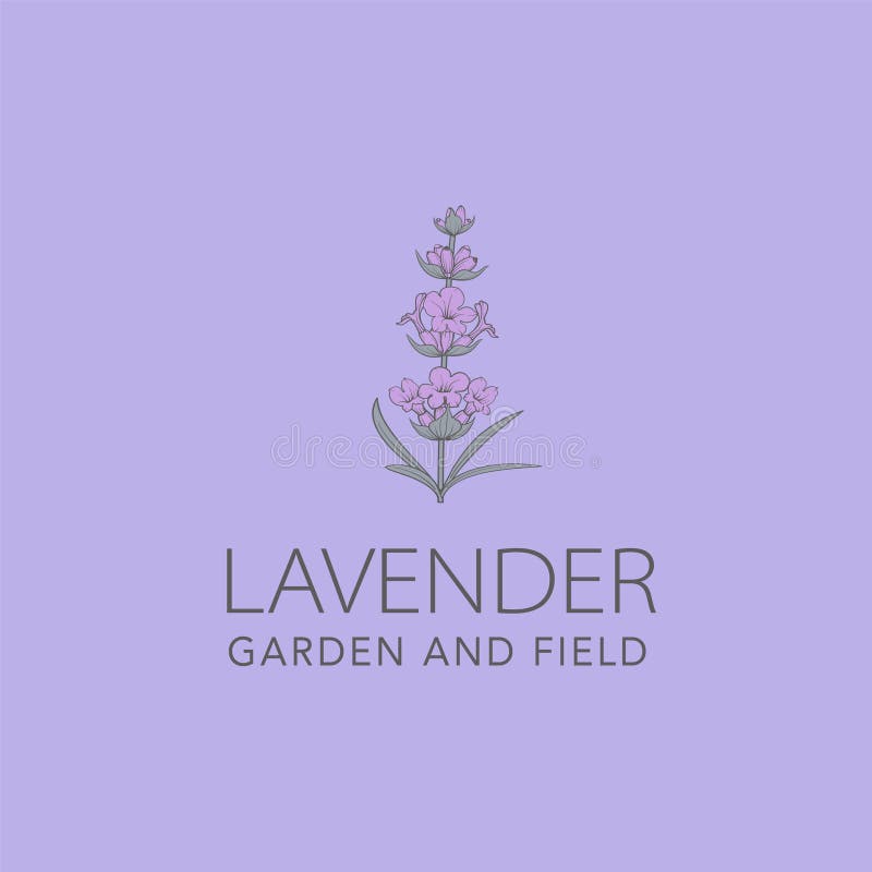 Lavender Flower Vector Logo. Floral Design Label Stock Vector ...
