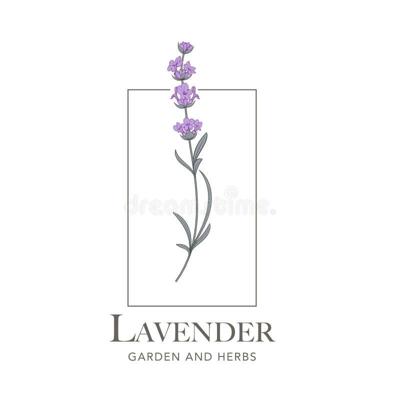 Lavender Flower Vector Logo. Floral Design Label Stock Vector ...