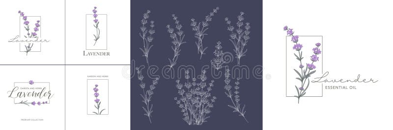 Lavender Flower Vector Logo Set . Floral Design Label Stock Vector ...