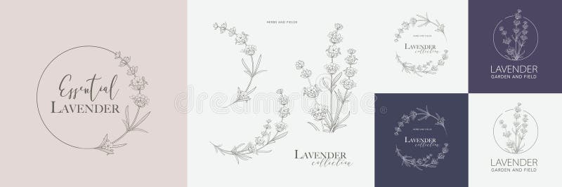 Lavender Flower Vector Logo Set . Floral Design Label Stock Vector ...